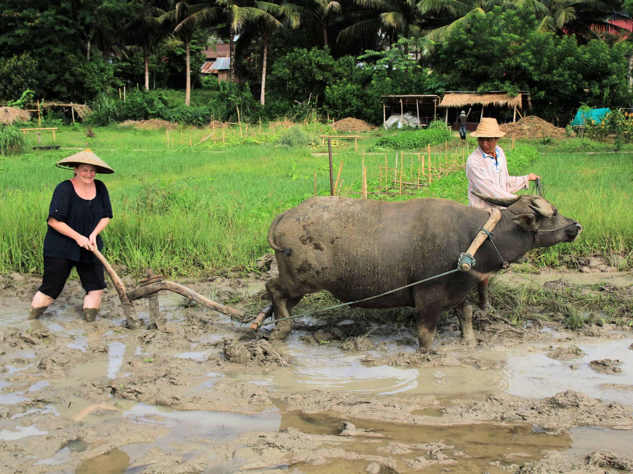 Living Land Rice Farm - being farmers for the day - Conversant Traveller