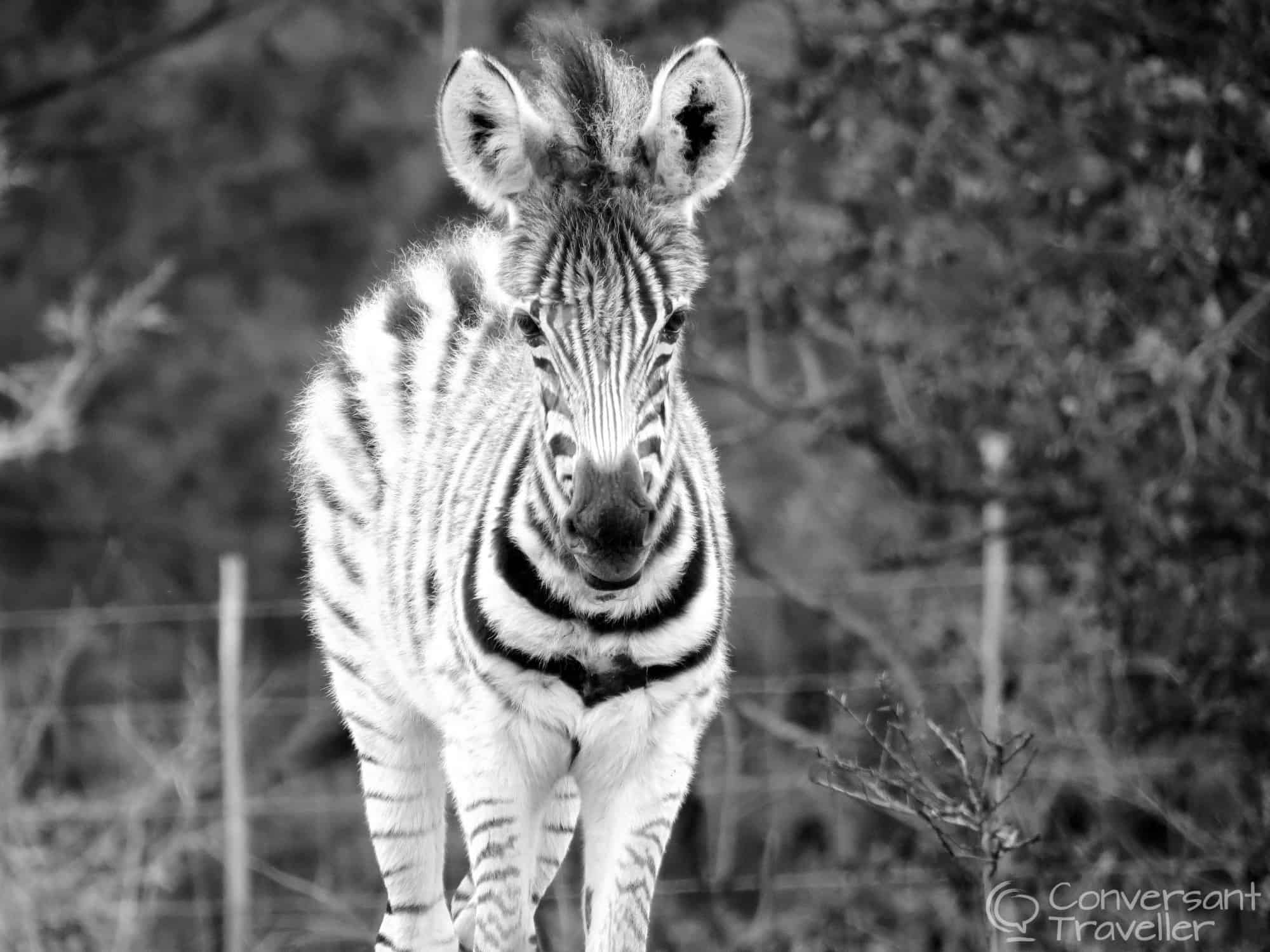Mlilwane Wildlife Sanctuary - is it really worth a visit?