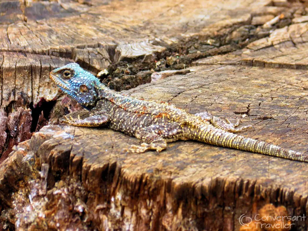 Mlilwane Wildlife Sanctuary - is it really worth a visit?