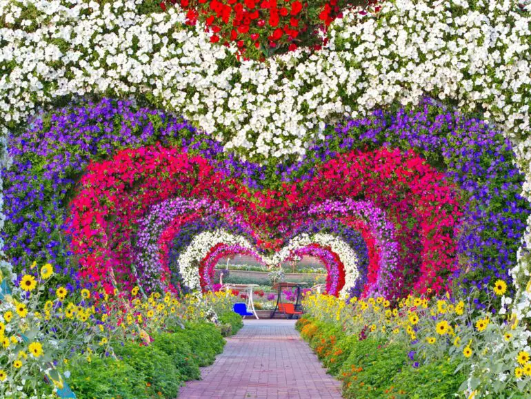Why you should visit Miracle Garden on your next Dubai trip ...